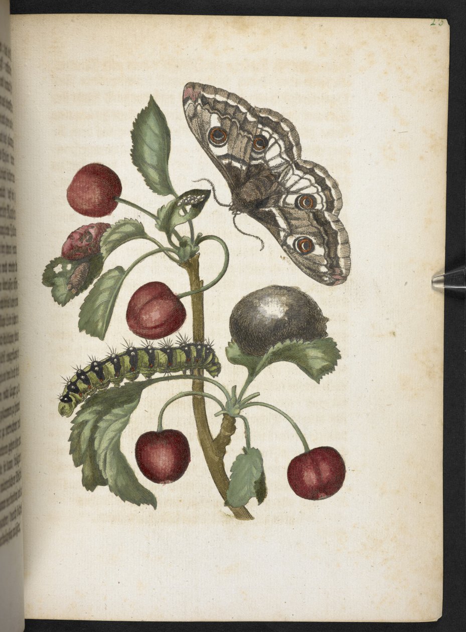 The Caterpillar's Wonderful Transformation and Strange Flower Food