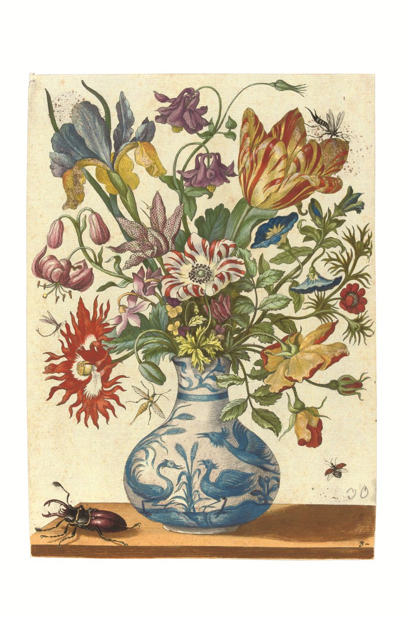 Plate From Blumenbuch By Maria Sibylla Graff Merian