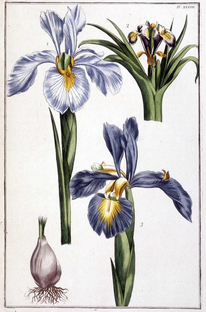 Unknown Image by Maria Sibylla Merian: Buy fine art print