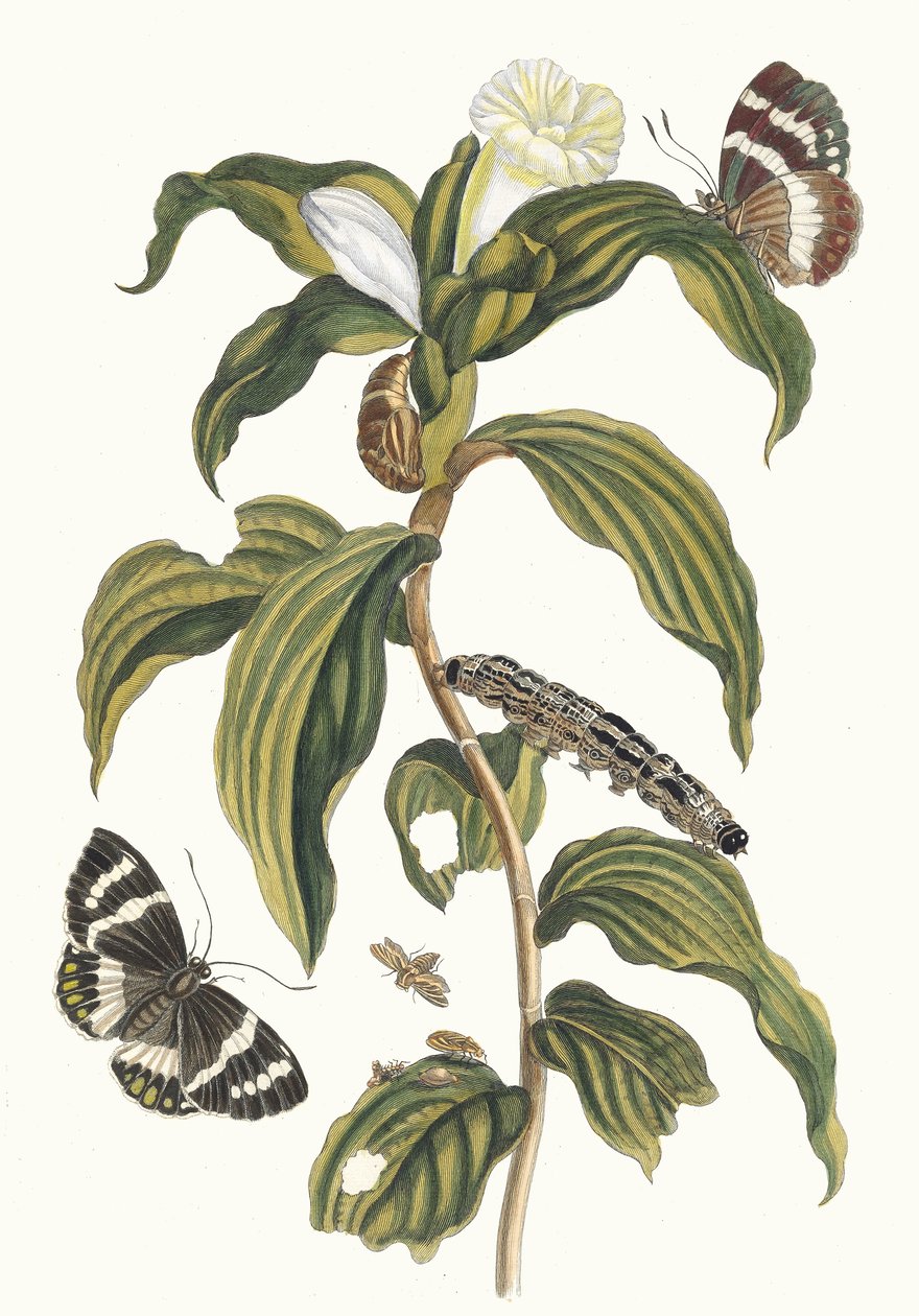 Costus Arabicus from the Book Metamorphosis Insectorum Surinamensium