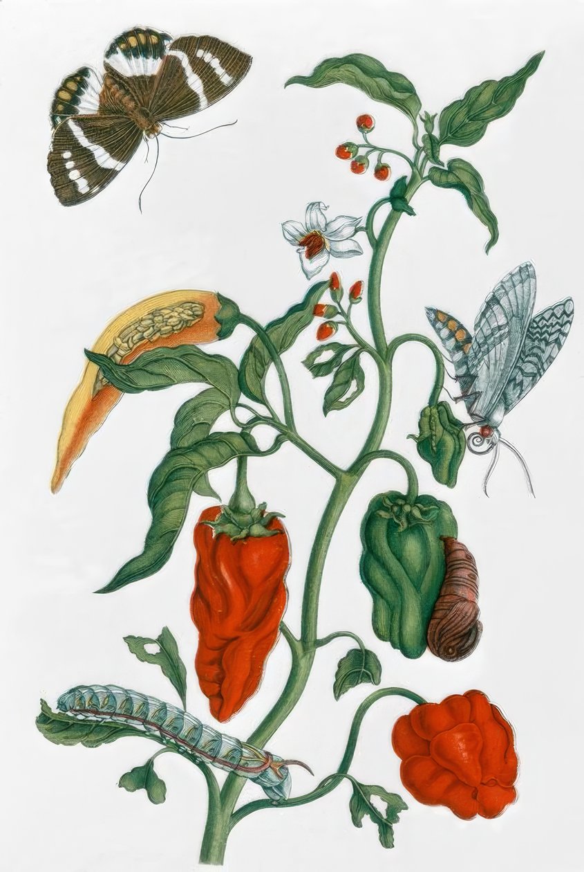 Spanish Pepper by Maria Sibylla Merian: Buy fine art prints