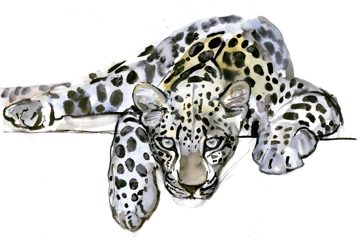 Arabian Leopard by Mark Adlington: Buy fine art print