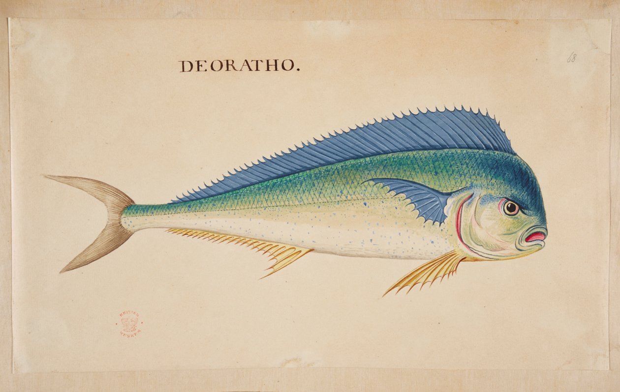A fish by Mark Catesby: Highest-quality art reproduction