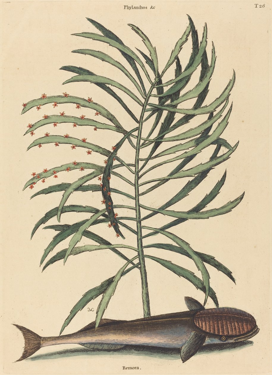 The Sucking Fish by Mark Catesby: Buy fine art print