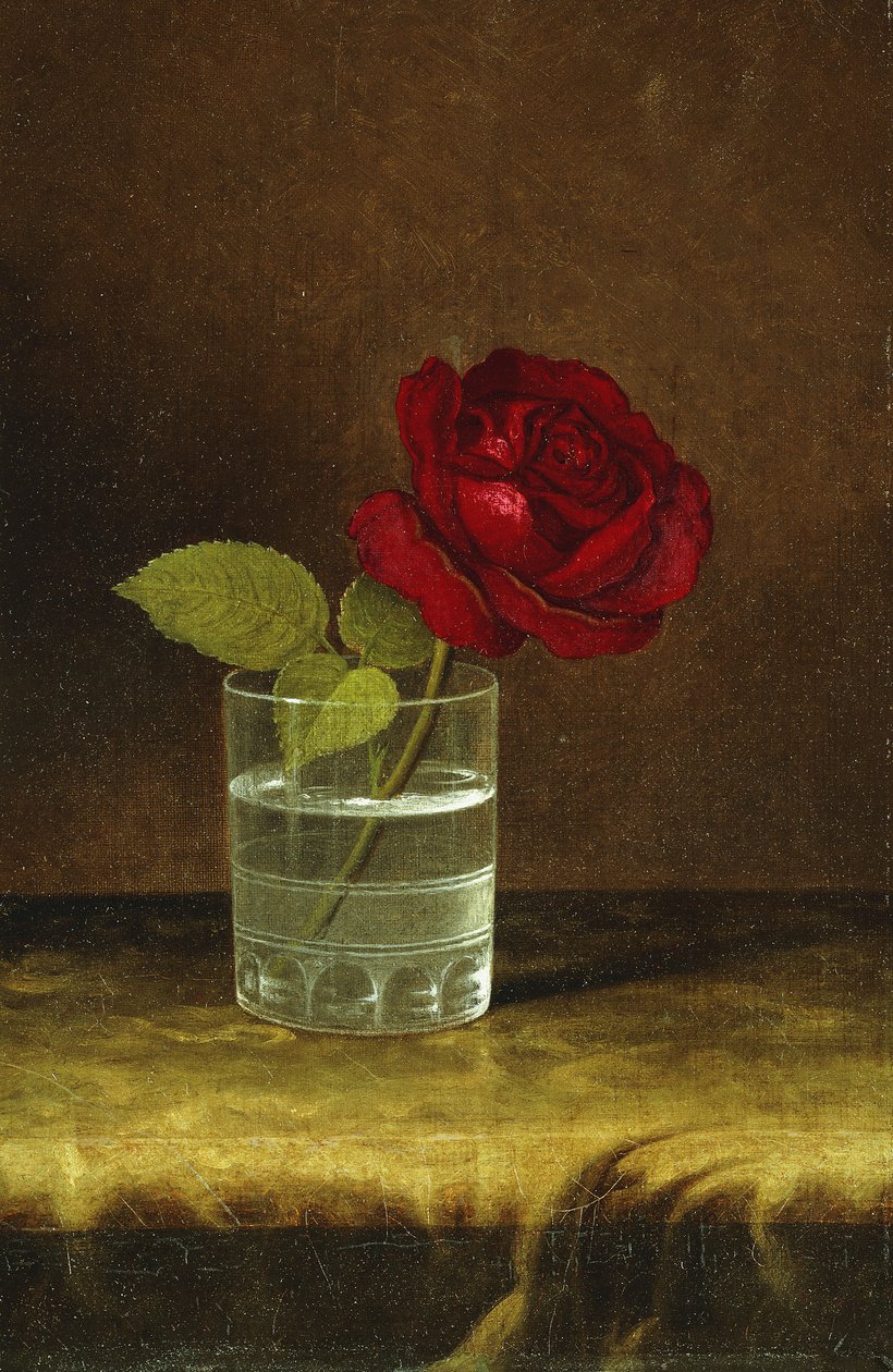 A Red Rose by Martin Johnson Heade: Buy fine art print