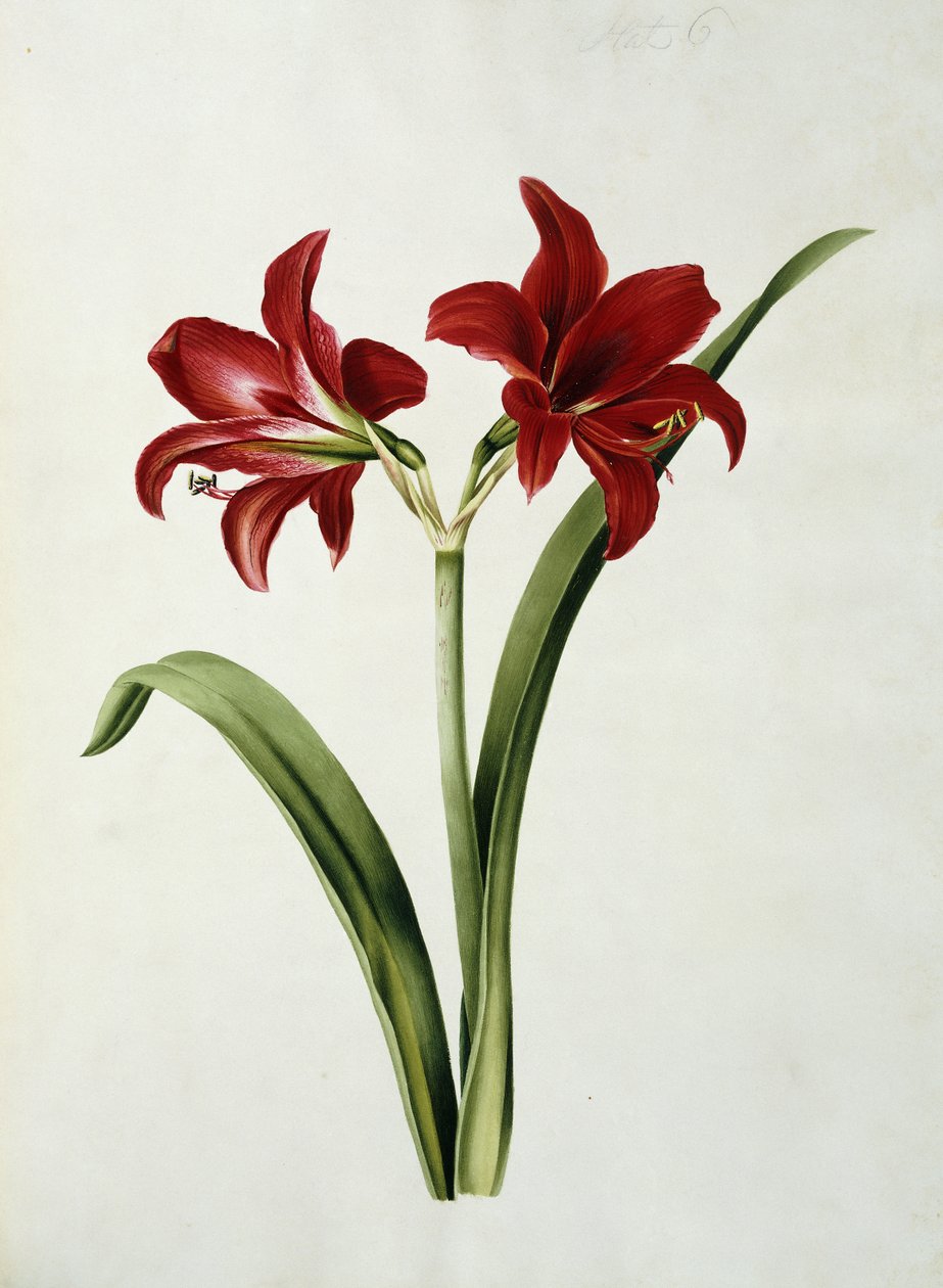 Red Amaryllis by Mary Elizabeth Rosenberg: Fine art print