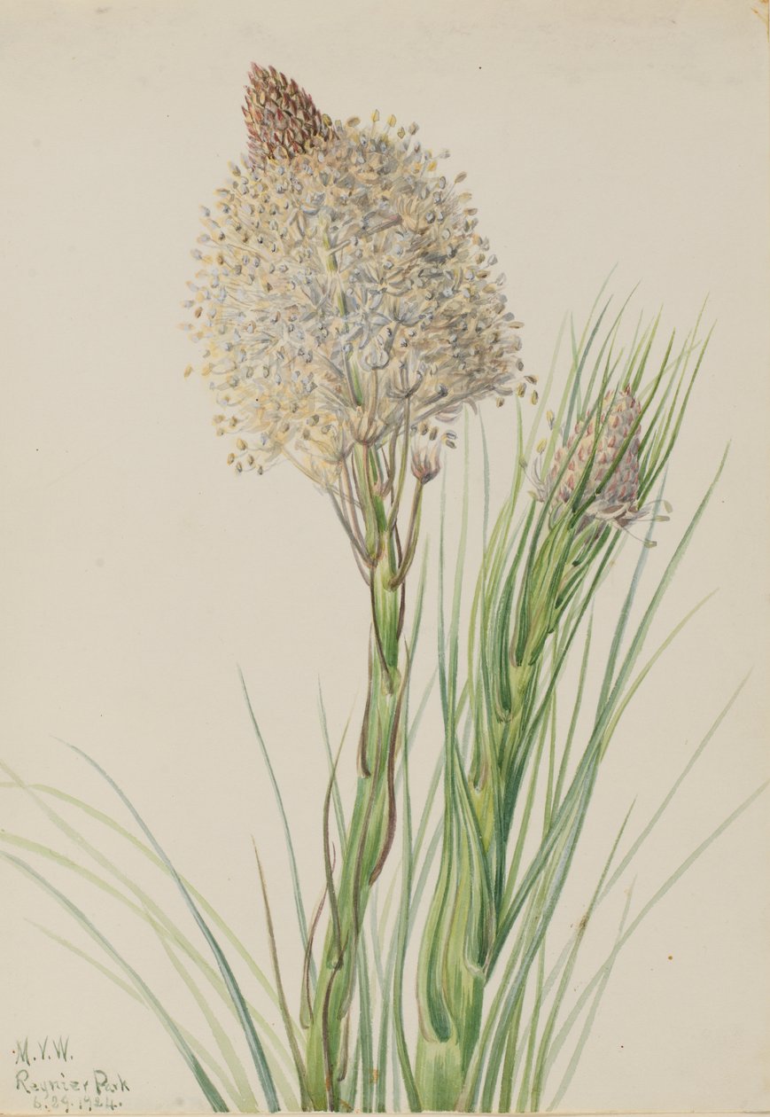 Beargrass by Mary Vaux Walcott: Buy fine art print