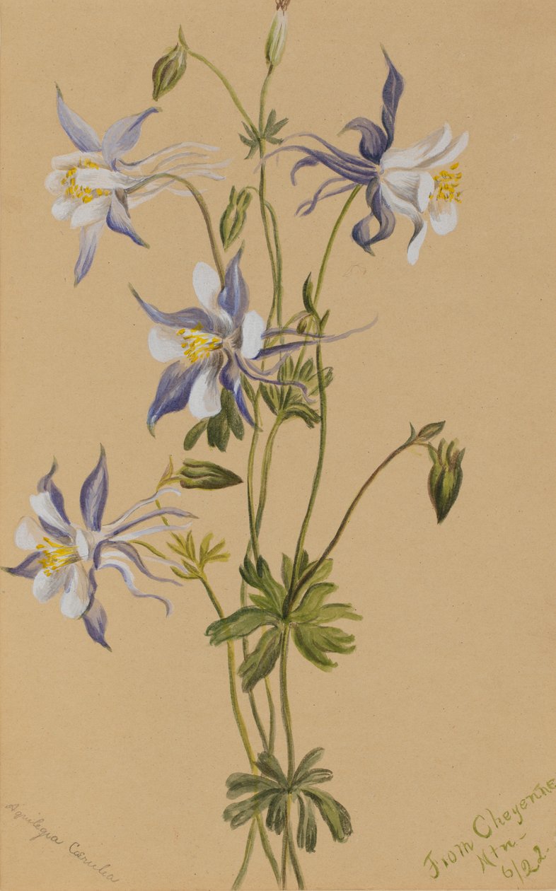 Blue Columbine Aquilegia caerulea by Mary Vaux Walcott