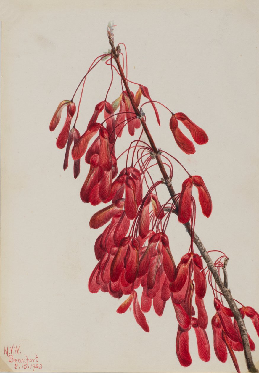 Carolina Maple by Mary Vaux Walcott: Buy fine art print