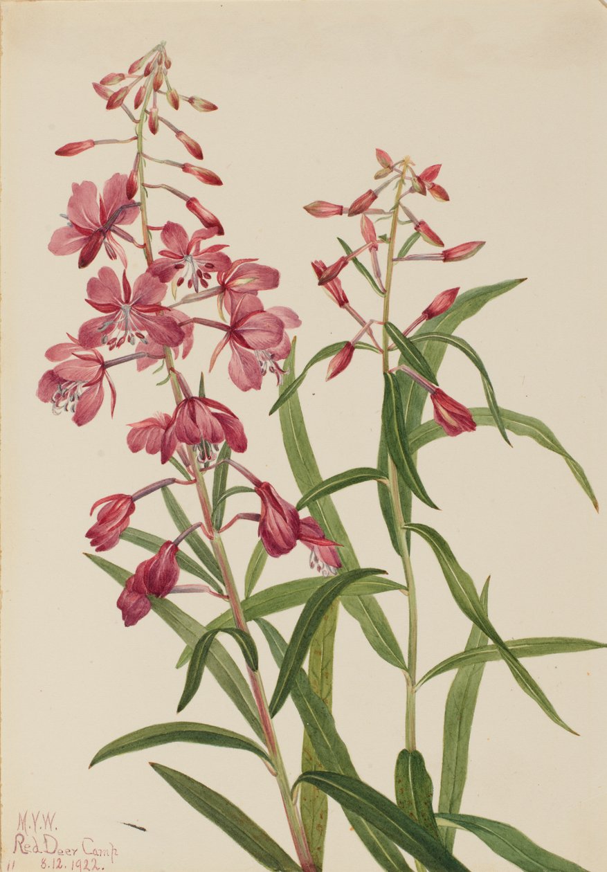 Fireweed by Mary Vaux Walcott: Premium art reproduction