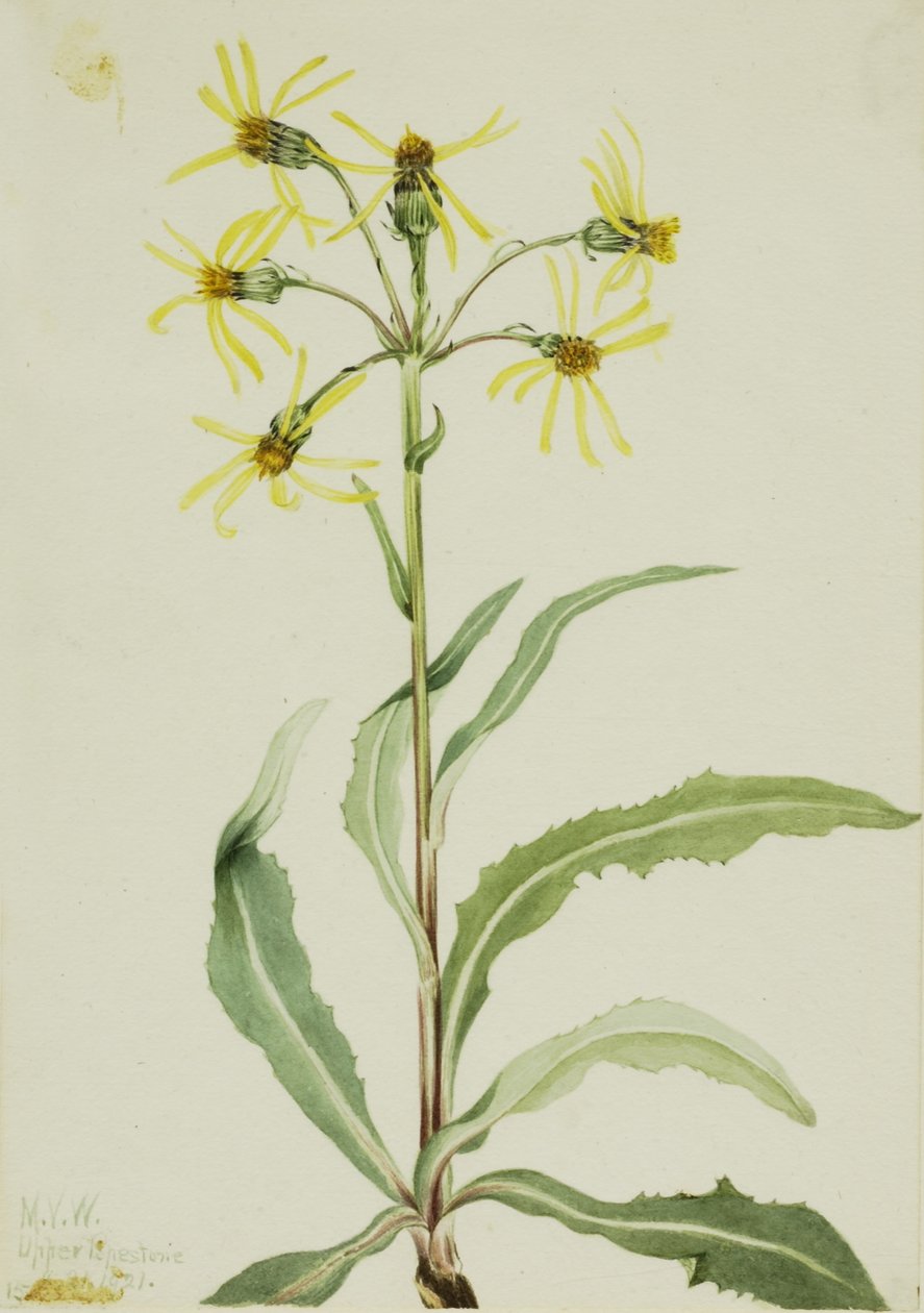 Mourning Groundsel by Mary Vaux Walcott: Buy fine art prints