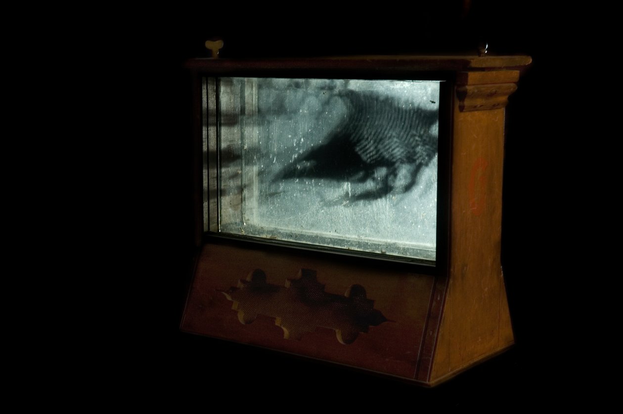 Wormery by Mat Collishaw: Highest-quality art reproduction