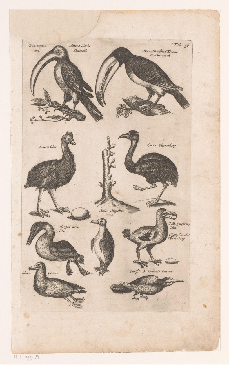 Toucans and Other Birds by Matthaus Merian: Fine art print