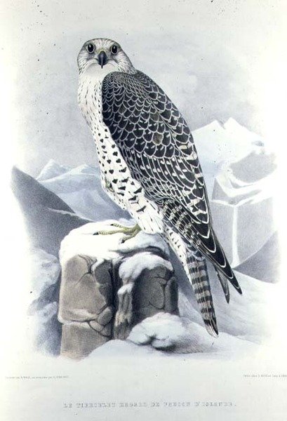 Icelandic Falcon, from 'Traite de Fauconnerie' by H. Schlegel & A.H ...