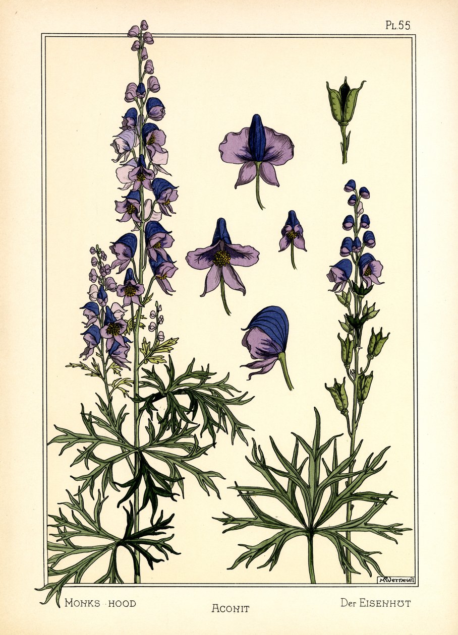 The Aconite by Maurice Pillard Verneuil: Fine art print