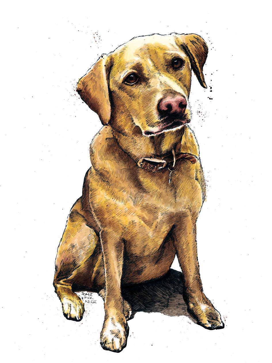 Daisy The Labrador on White by Mike Davis: Fine art print