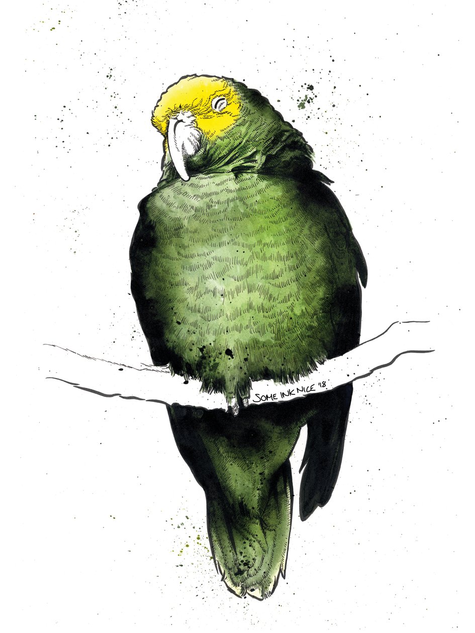 The Amazon Parrot on White by Mike Davis: Fine art print