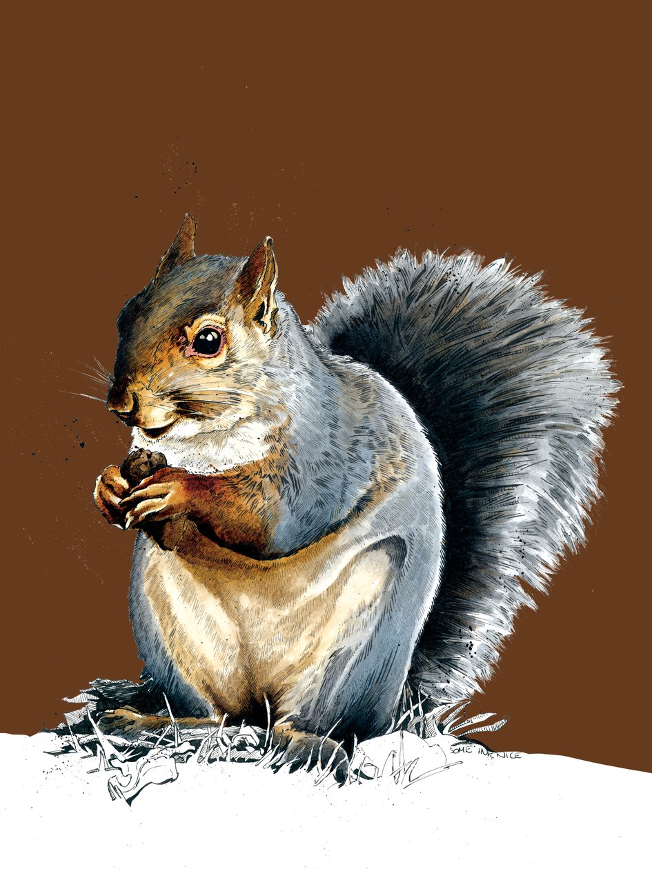 The Grey Squirrel by Mike Davis: Buy fine art print