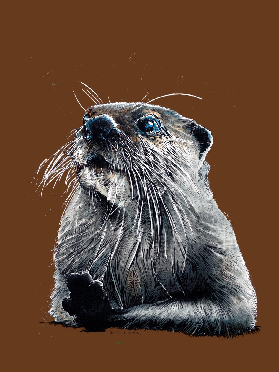 The Otter on Burnt Orange by Mike Davis: Fine art print