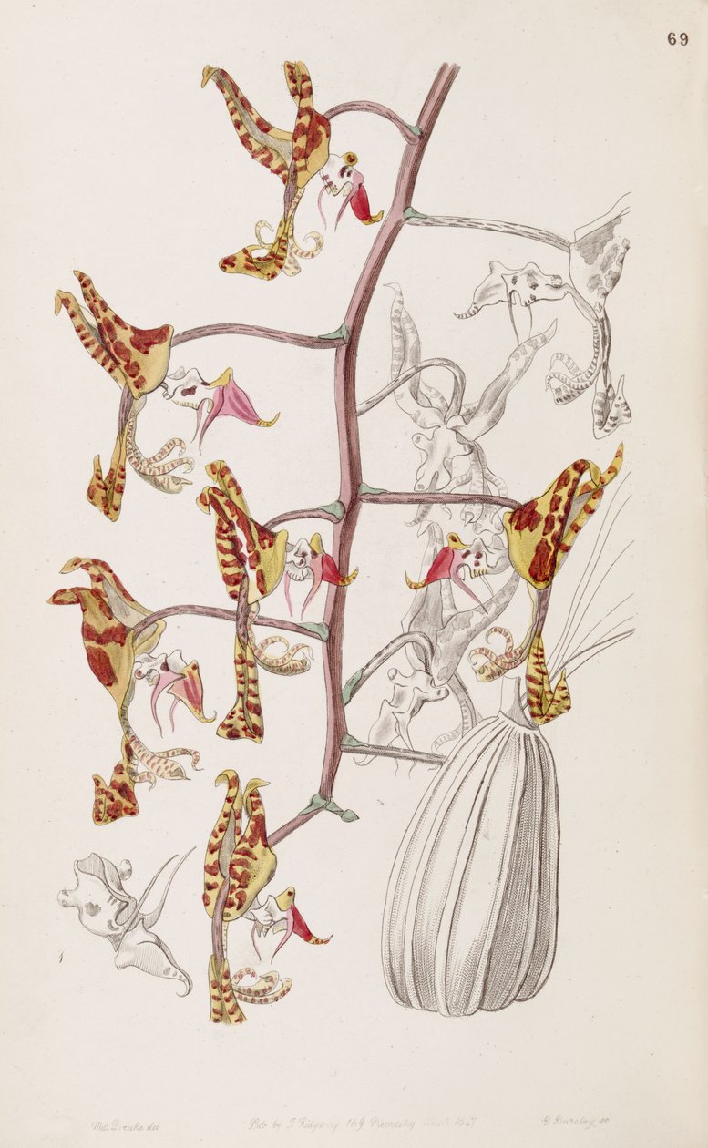 Gongora fulva by Miss Drake: High-quality fine art print