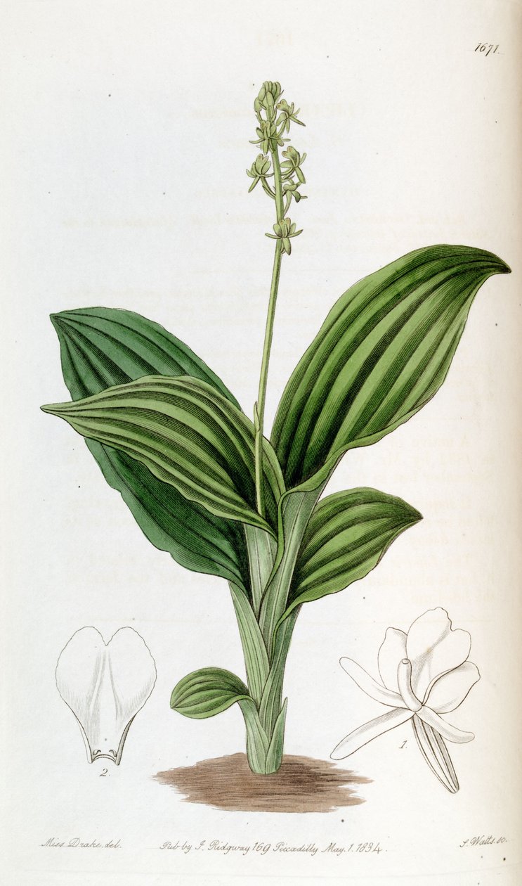 Liparis nervosa ssp. nervosa by Miss Drake: Fine art print