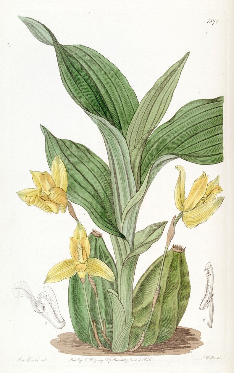 Lycaste Aromatica (as syn. Maxillaria Aromatica)