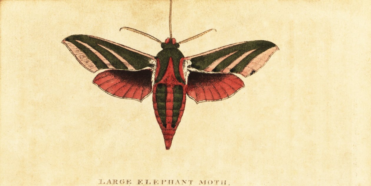 Elephant Hawk Moth, Deilephila Elpenor (engraving)