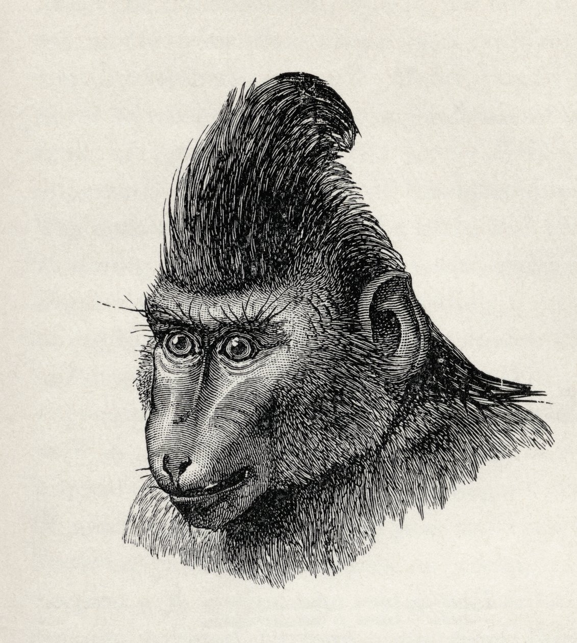 Cynopithecus Niger in a Placid Condition, from Charles Darwin's 'The ...