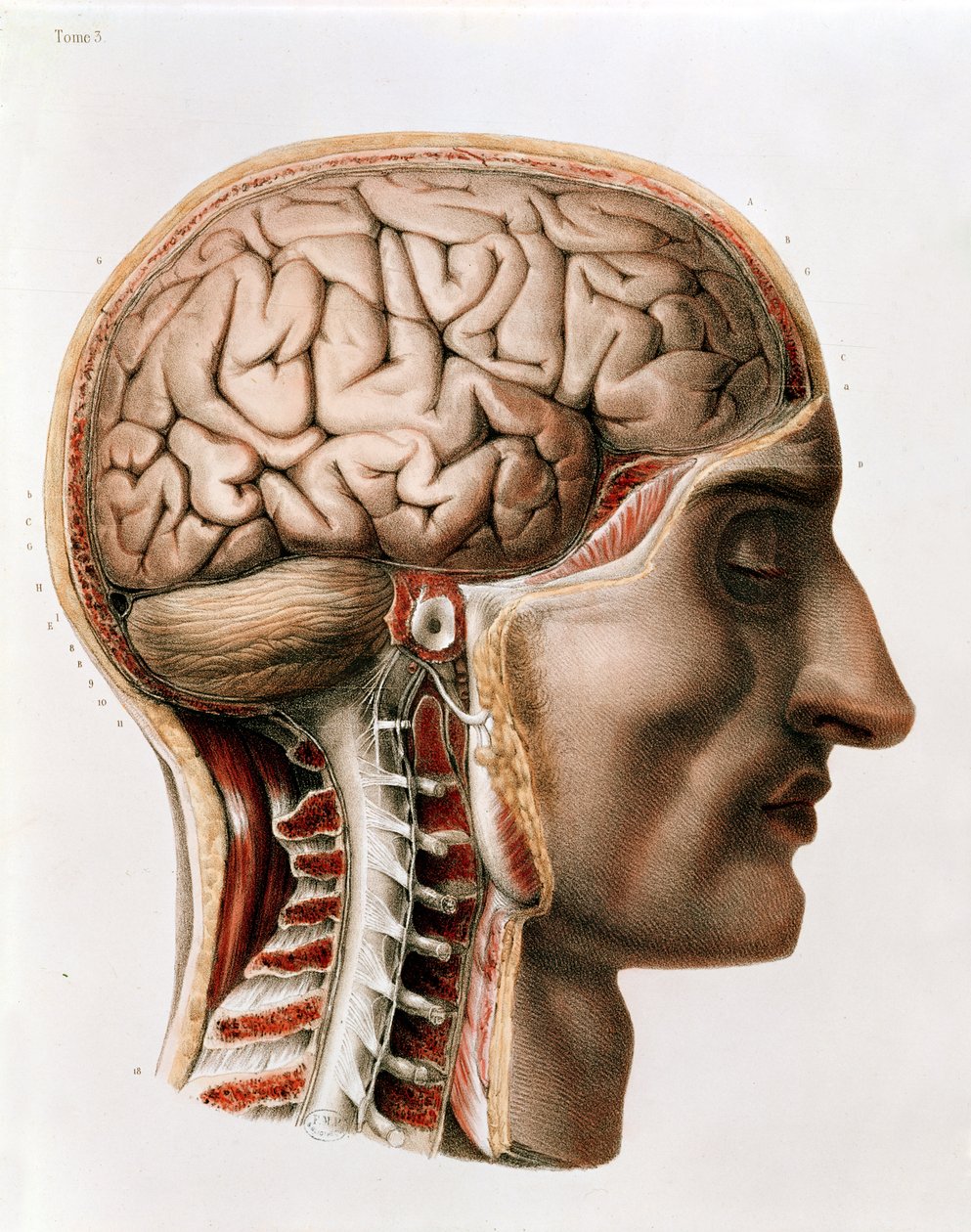 The Brain, plate from 'Traite Complet de l'Anatomie de l'Homme' by Jean ...