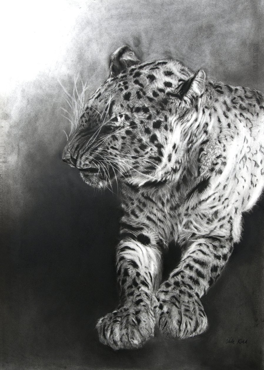 Panthera pardus 2 by Odile Kidd: Buy fine art print