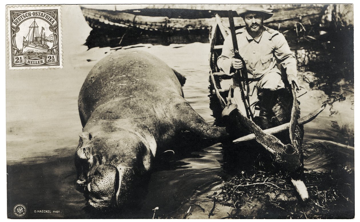 German Hunter with Hippo, German East Africa, c.1910