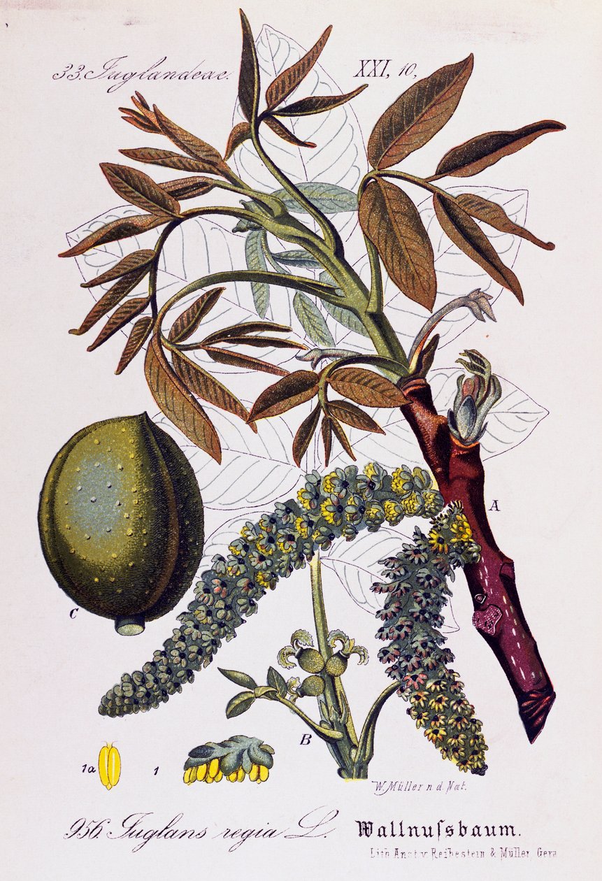 Leaves, fruits and flowers of Persian walnut or English walnut (Juglans ...