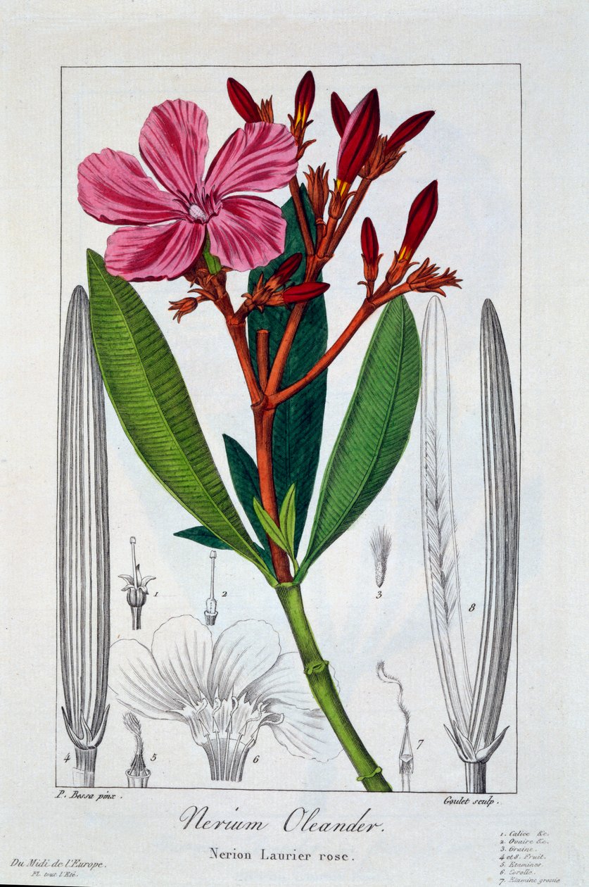 Nerium Oleander by Panacre Bessa: Buy fine art print