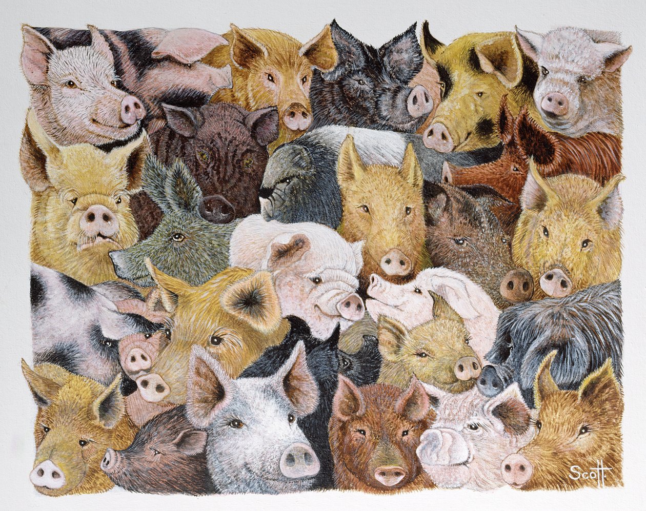 Pigs Galore by Pat Scott: Highest-quality art reproduction