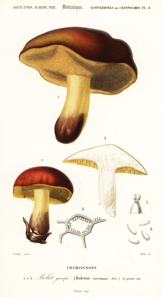 Bolet Mushroom, Boletus circinans (engraving)