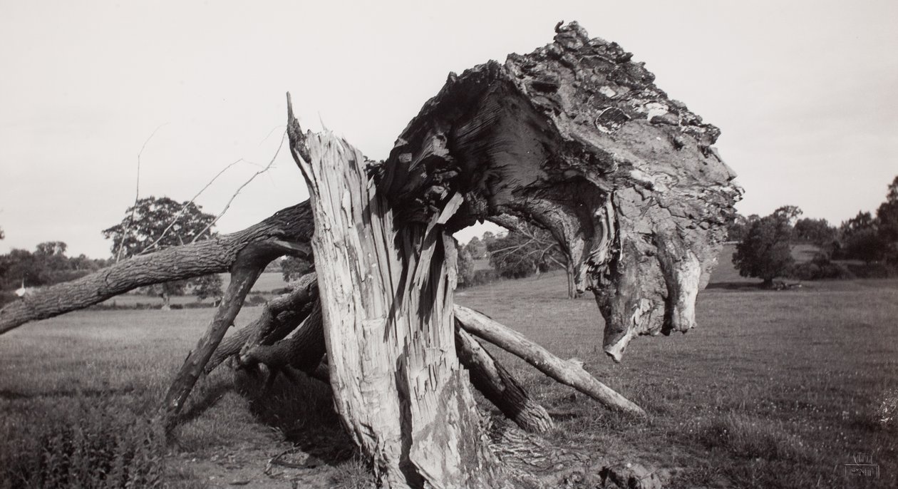 Monster Field, Carswall's Farm, Newent, Gloucestershire