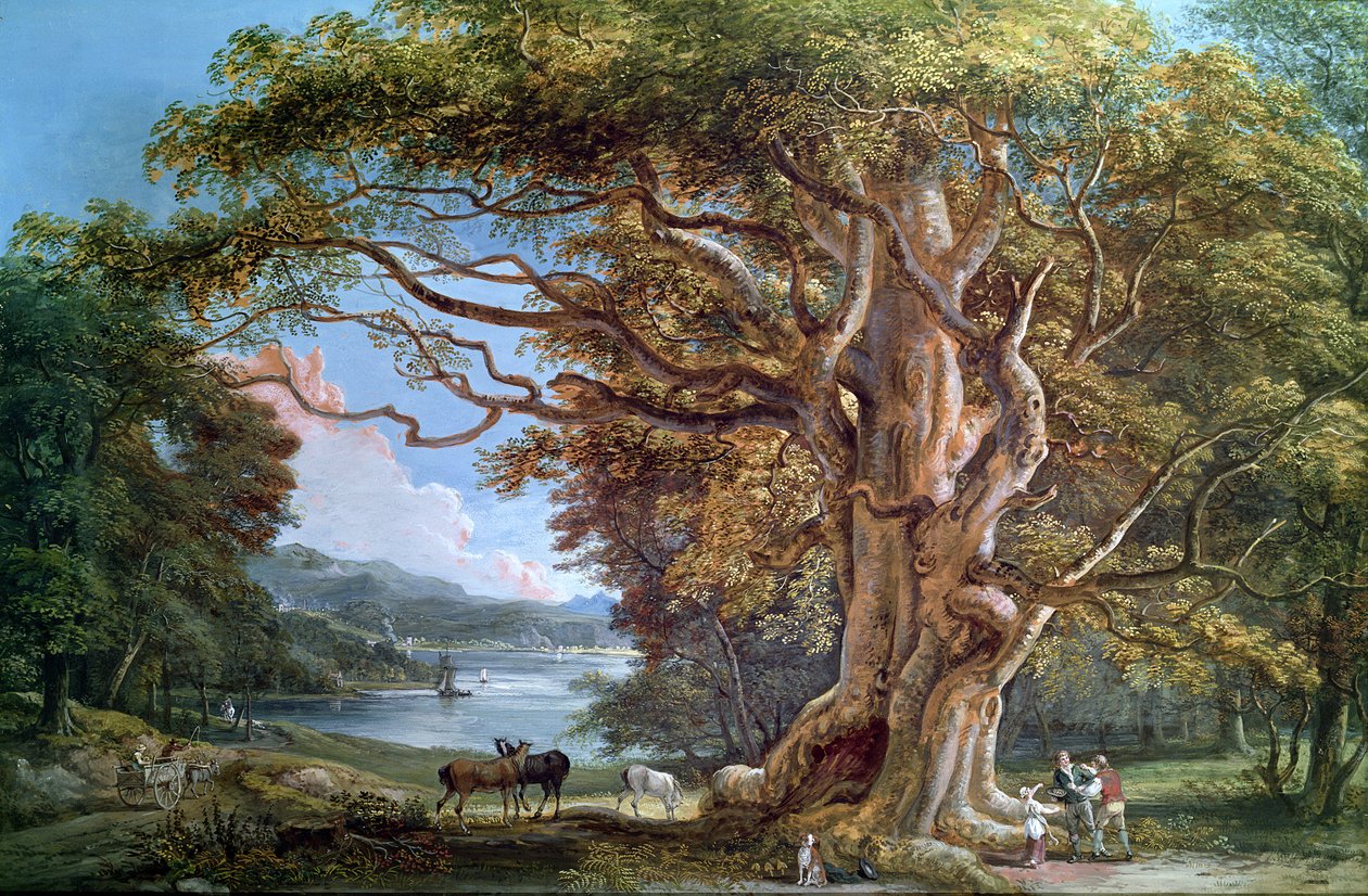 An Ancient Beech Tree, 1794 by Paul Sandby: Fine art print
