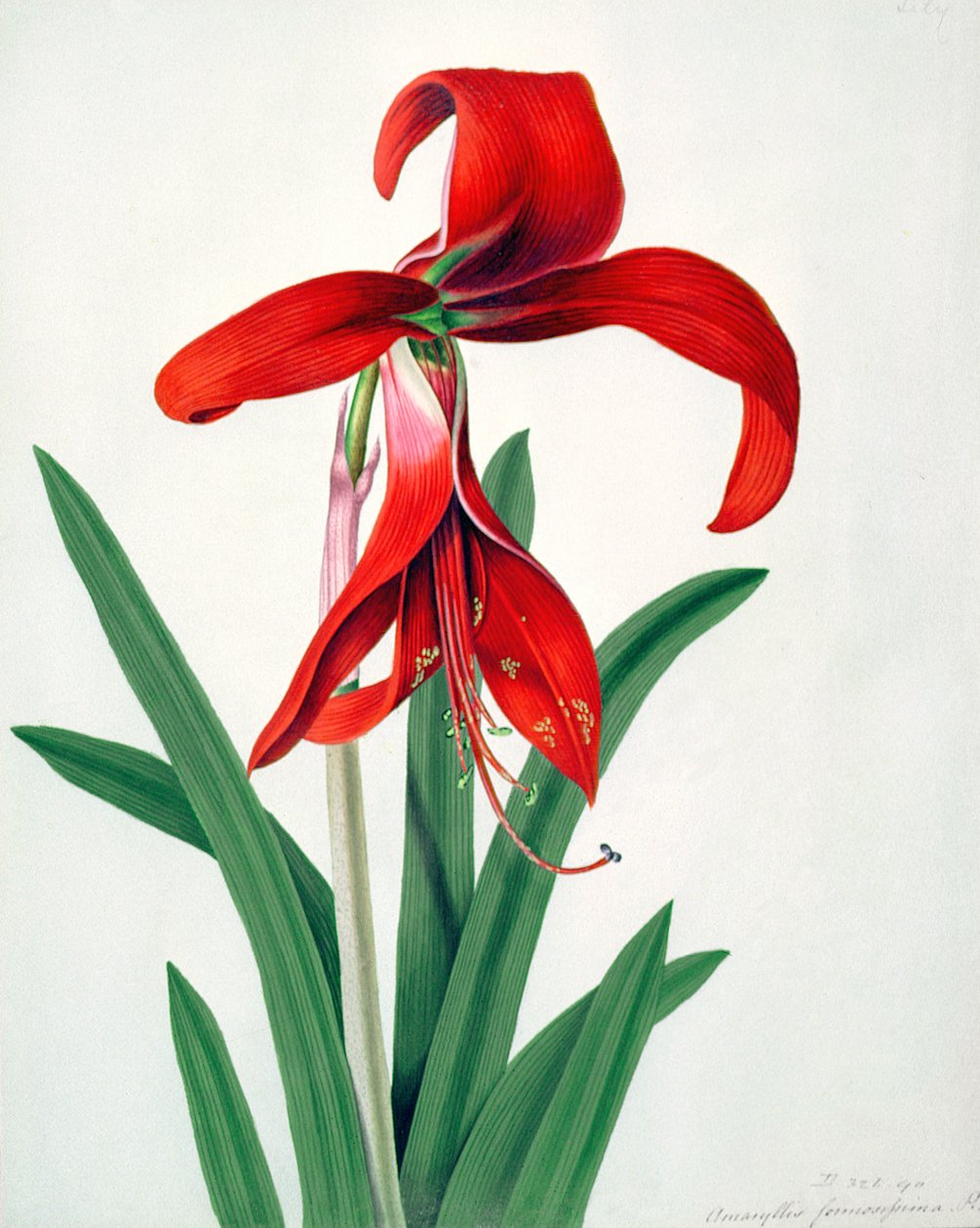Flower Study by Peter Brown: High-quality fine art print