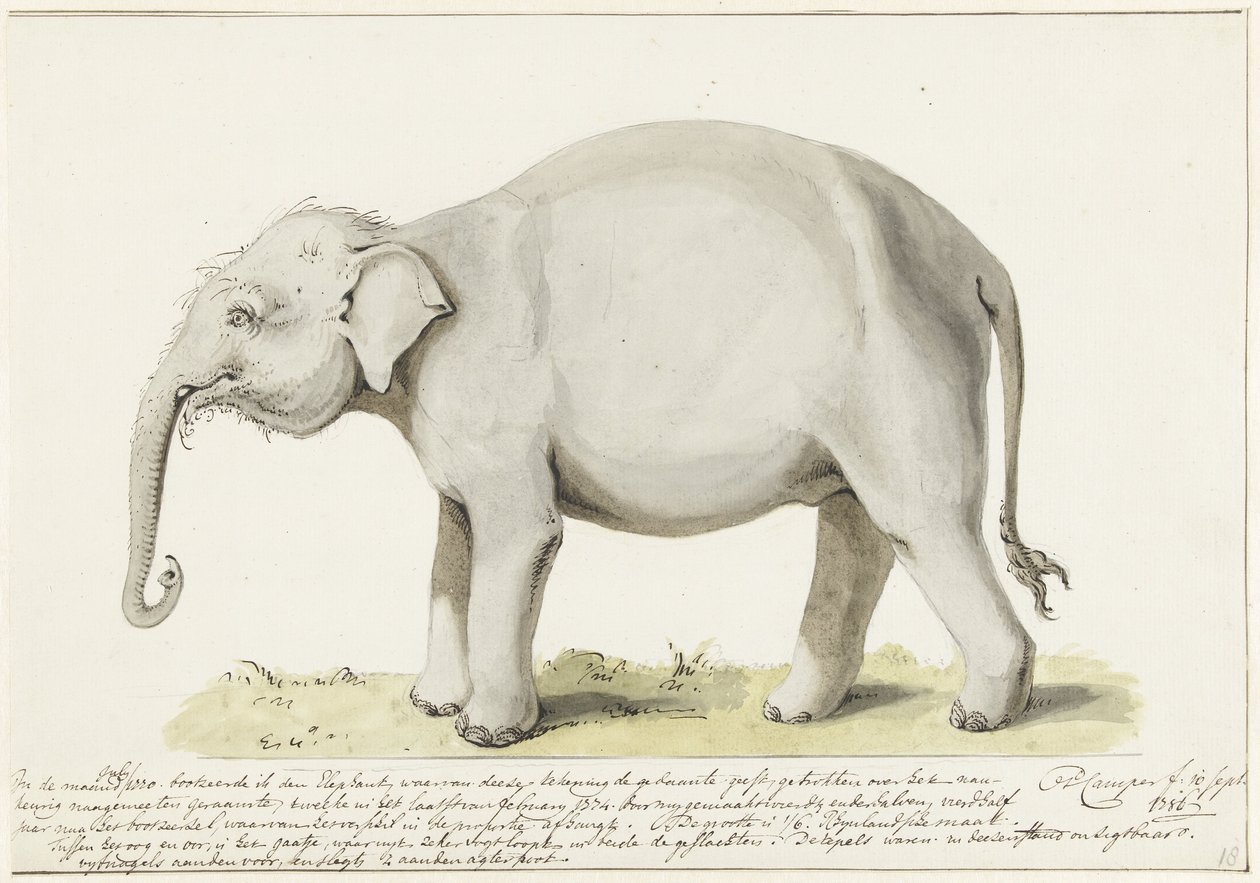 Standing Elephant, Facing Left by Petrus Camper