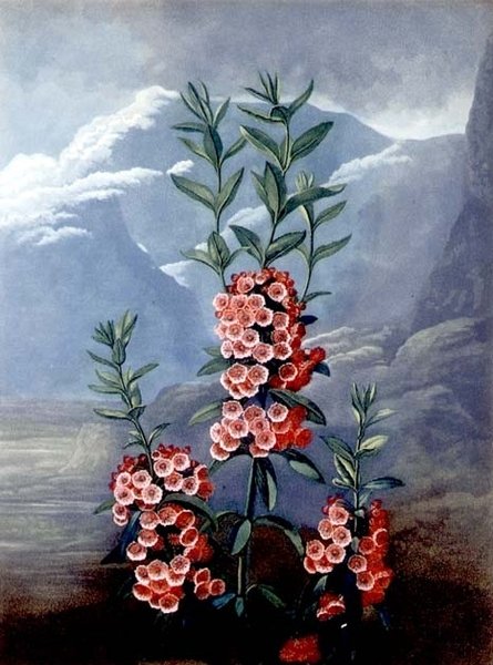The Narrow-leaved Kalmia or Mountain Laurel, engraved by Caldwell, from ...