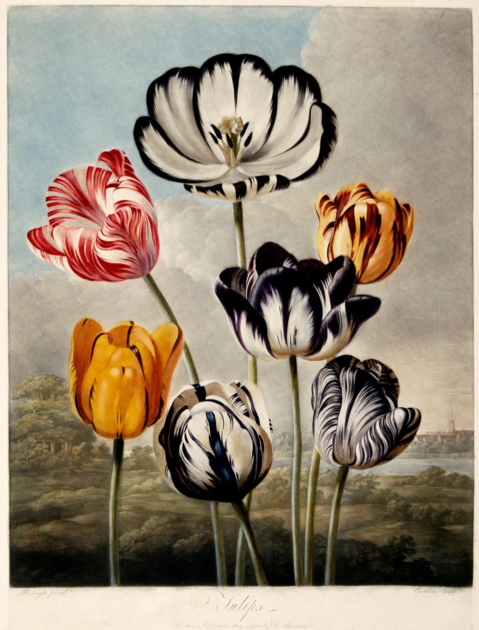 Tulips by Philip Reinagle: Premium art reproduction