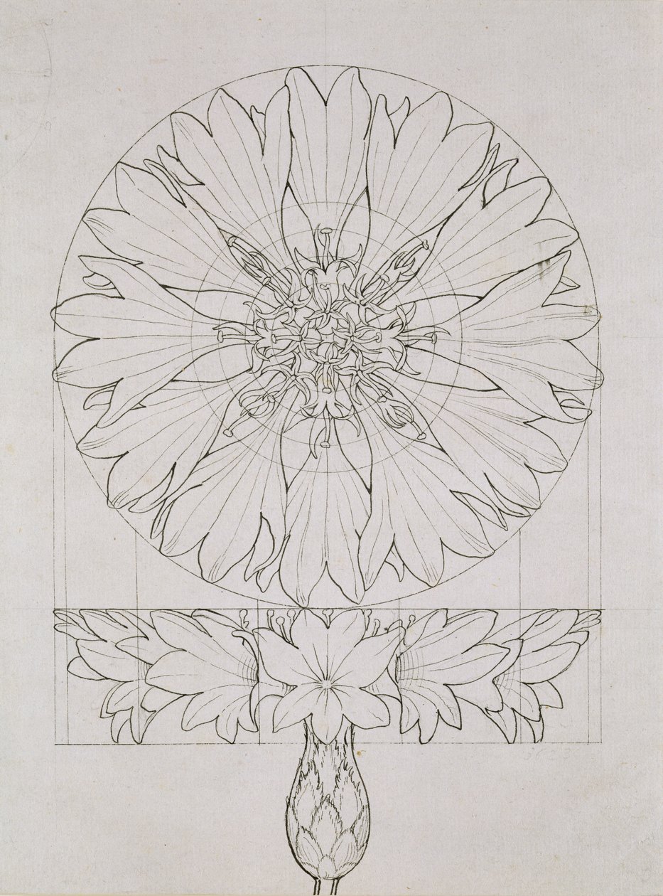 Study for a Cornflower by Philipp Otto Runge