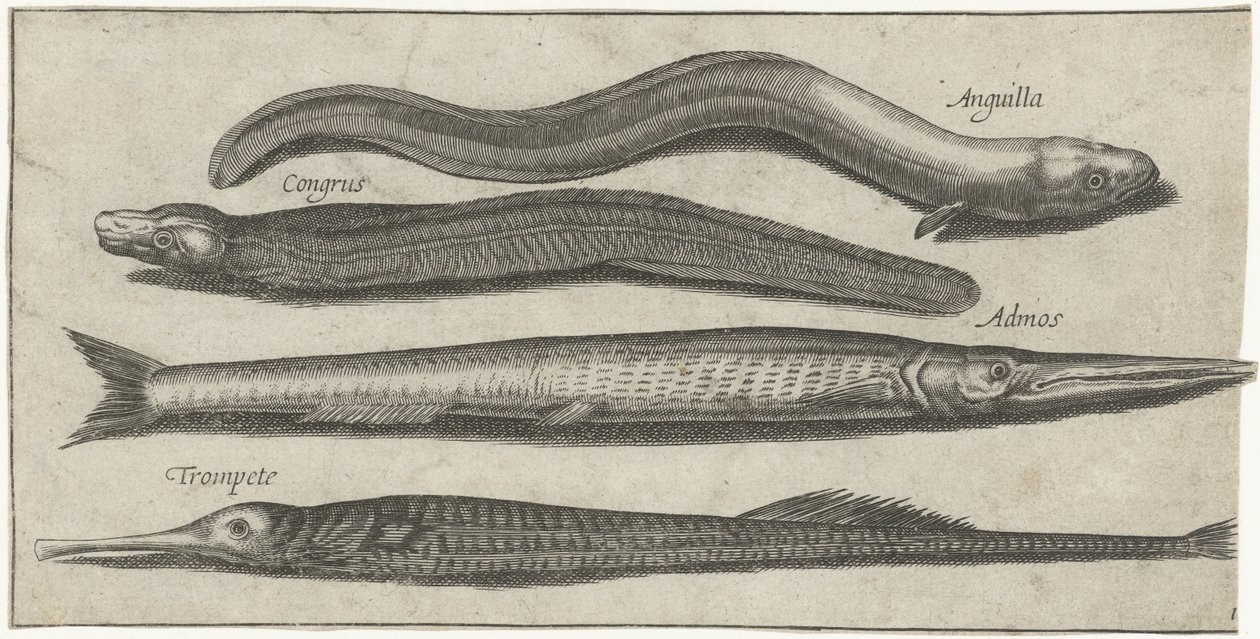 Garfish, Pipefish, Eel, and a Conger Eel by Pierre Firens