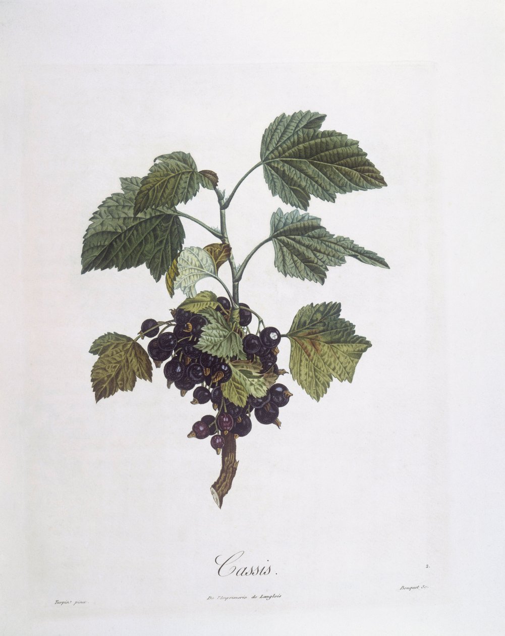 Blackcurrant (Ribes nigrum) or Cassis Noir de Bourgogne, botanical ...