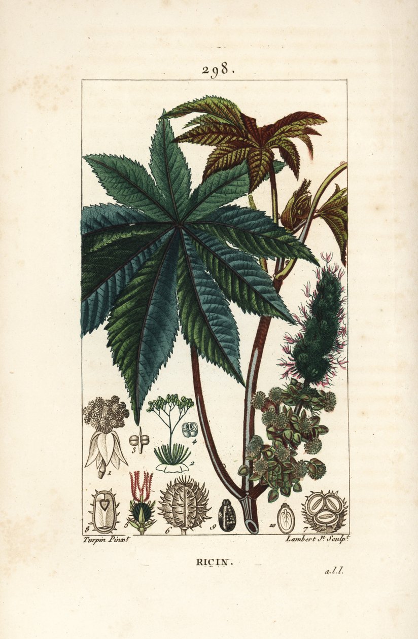 Castor oil plant, Ricinus communis, with leaf, flower, stalk, and seed
