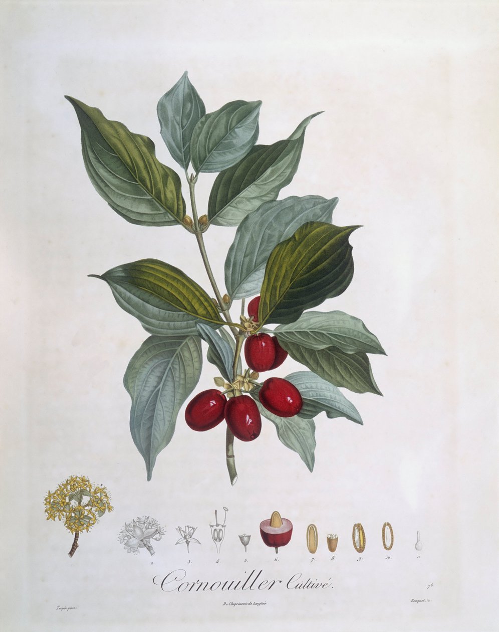 European Cornel (Cornus mas) by Pierre Jean Francois Turpin