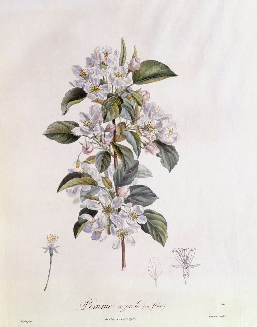 Hawthorn Flower, botanical plate by Pierre Jean Francois Turpin