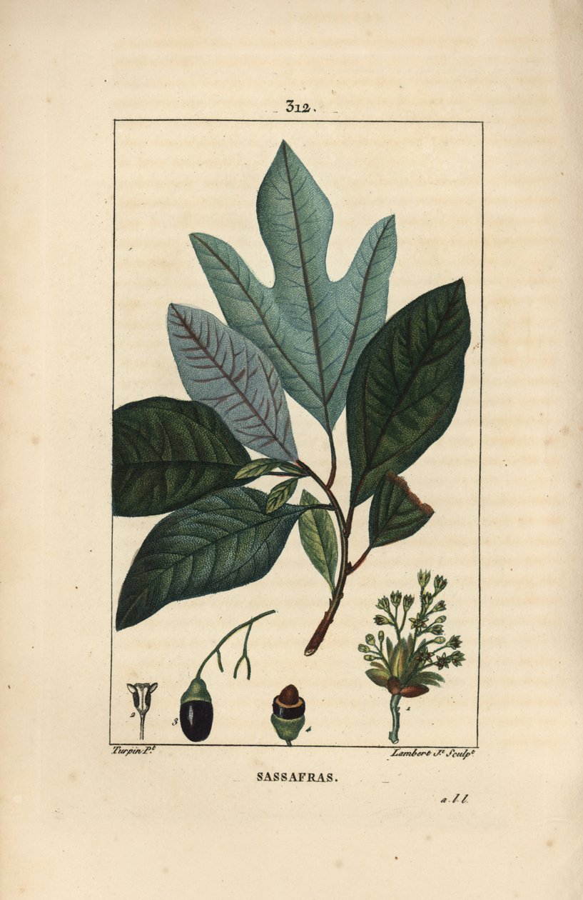 White sassafras tree, Sassafras albidum, with flower, leaf, fruit and seed