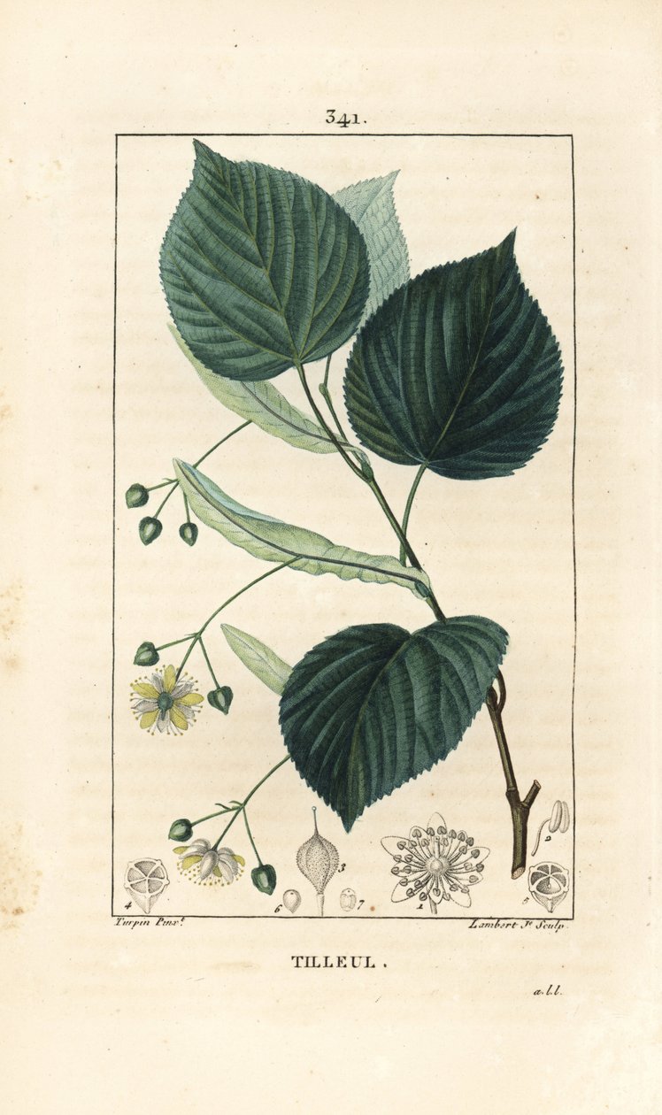 Lime Tree or Linden Tree by Pierre Jean Francois Turpin