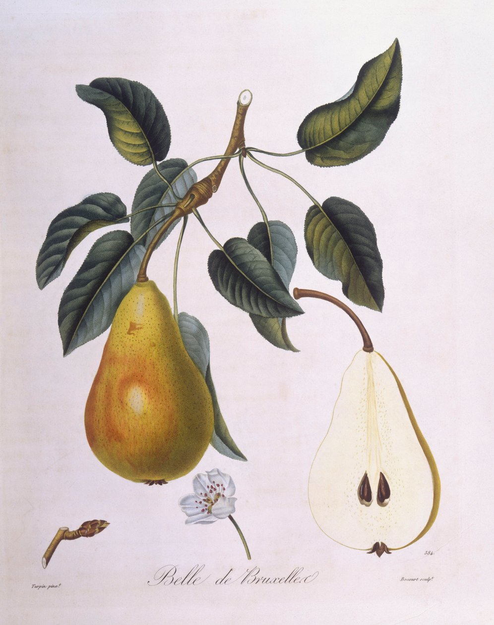 Pear "Belle de Bruxelles" by Pierre Jean Francois Turpin